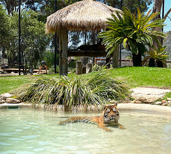 The tiger pool is continually crystal clear, and backwashing is at a minimum - The tiger pool is ...